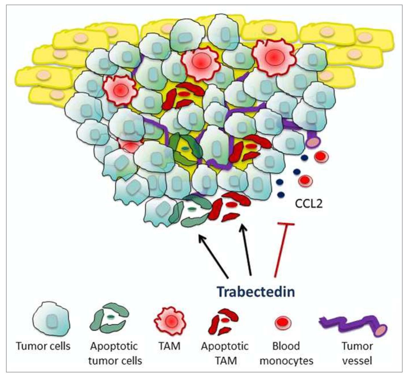 Mechanisms of action of trabectedin. the marine anticancer