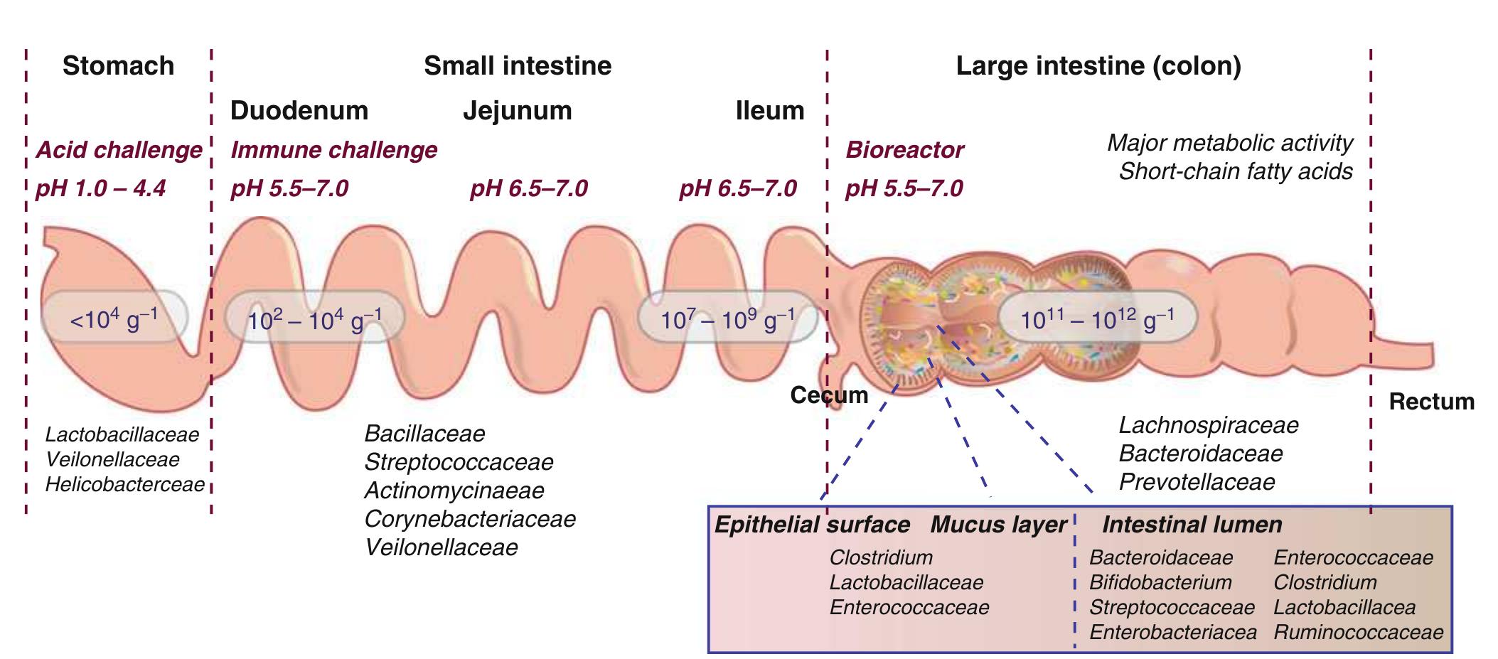 Variations of the gut microbiota composition and numbers