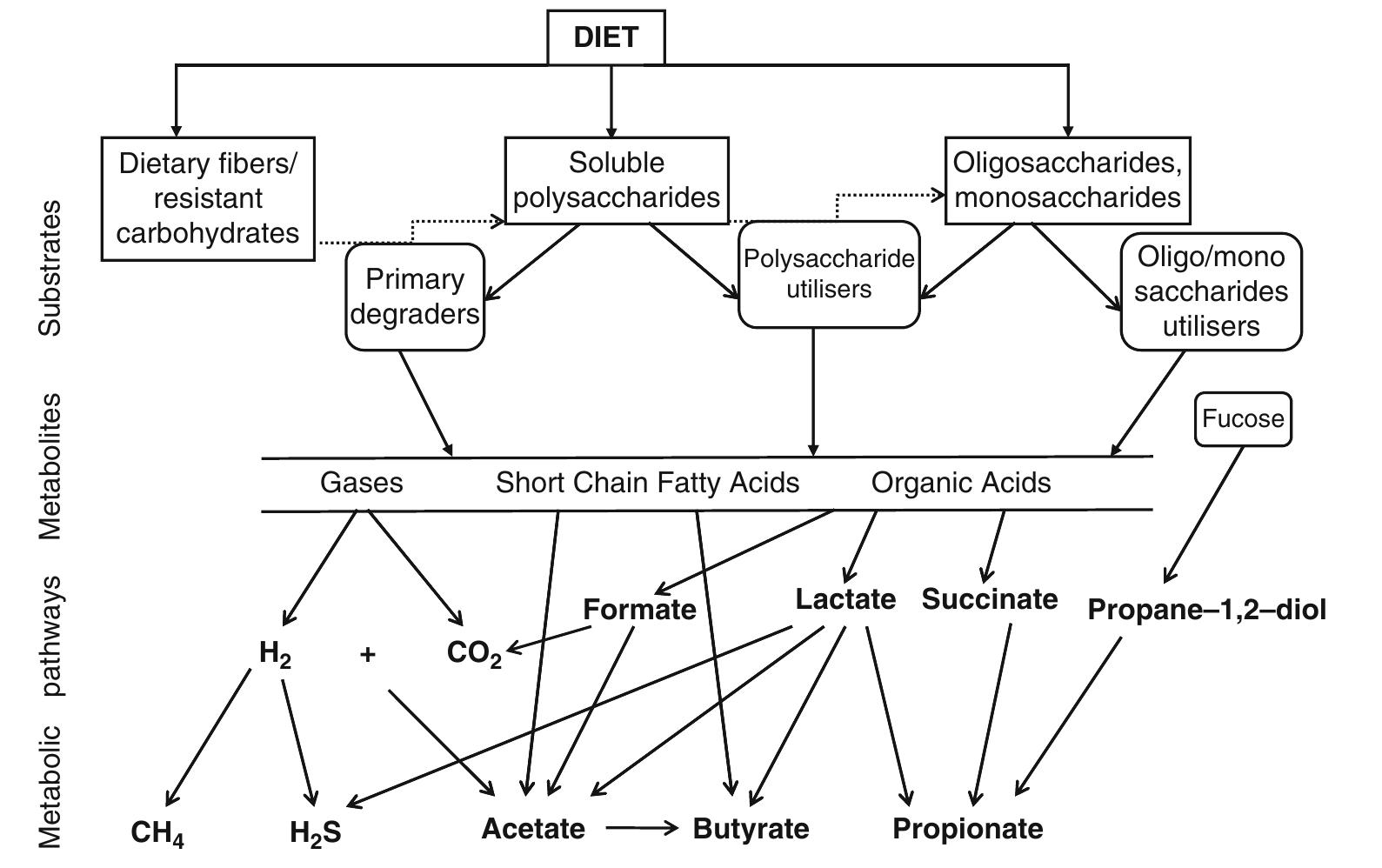 Schematic representation of the conversions of dietary