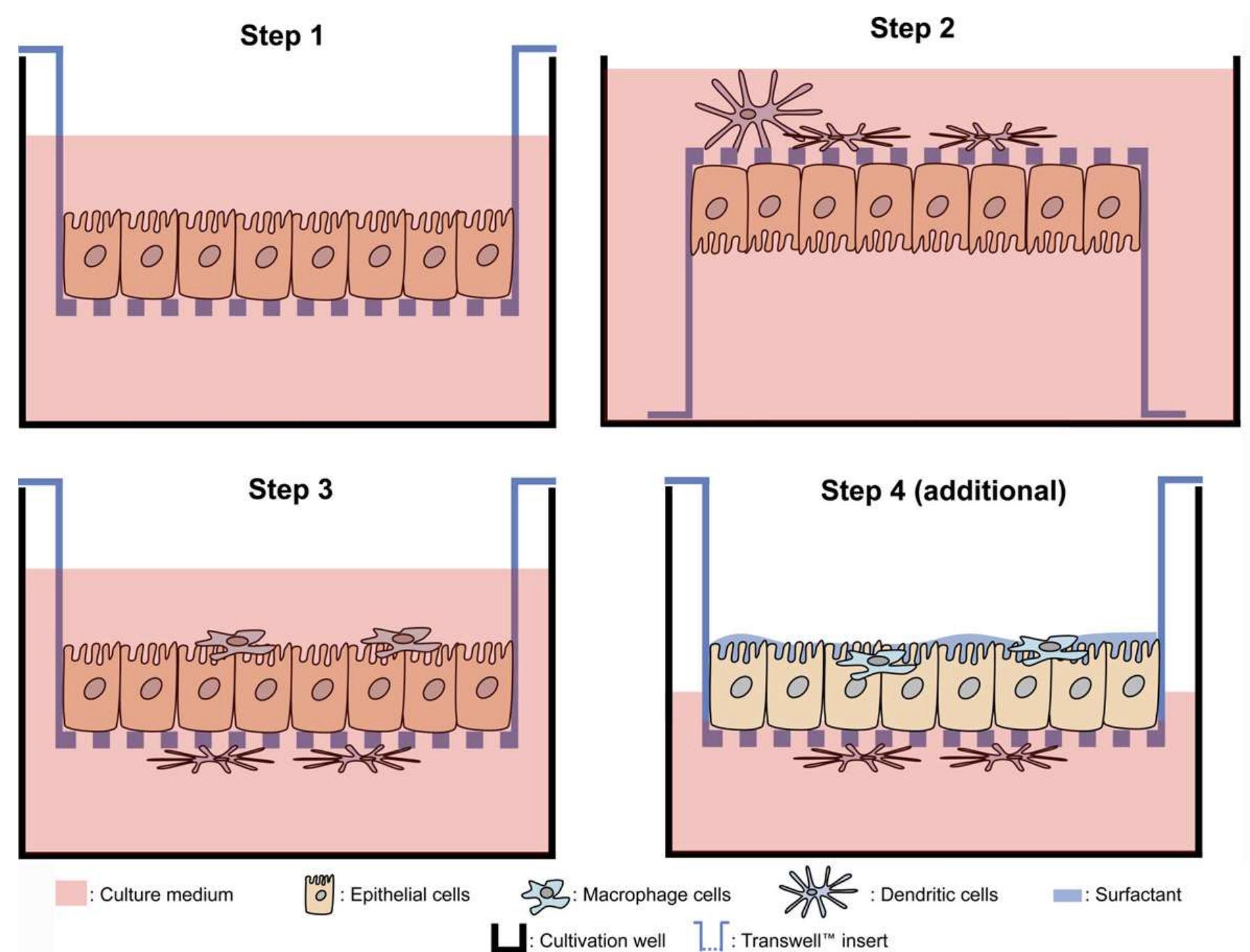 Scheme of the seeding procedure of a triculture model system