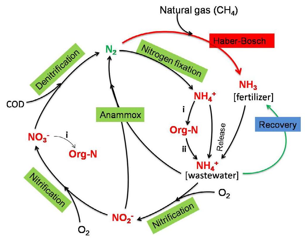 Simplified nitrogen cycle showing major natural and