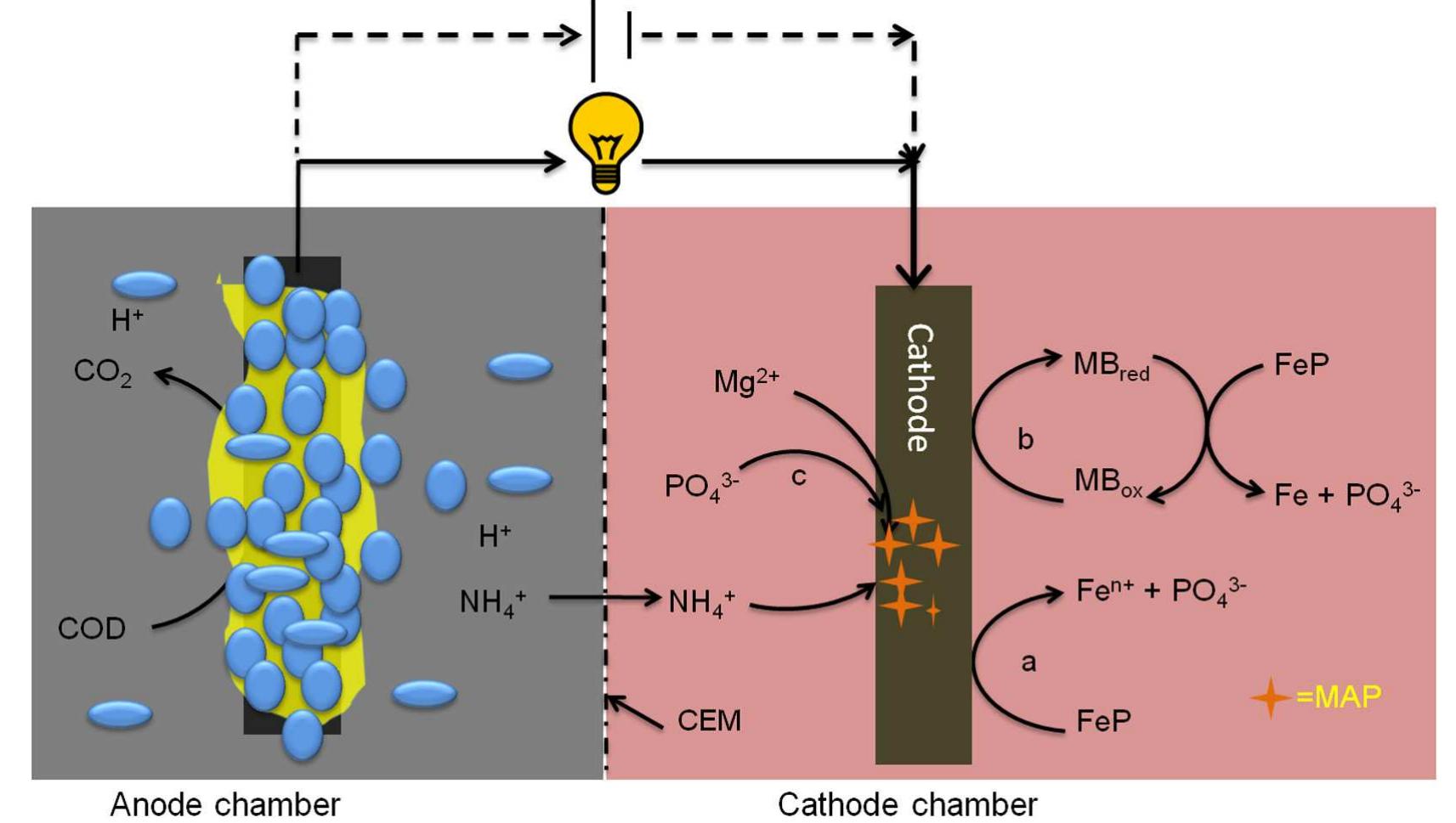 Schematic diagram showing phosphorus removal mechanisms in