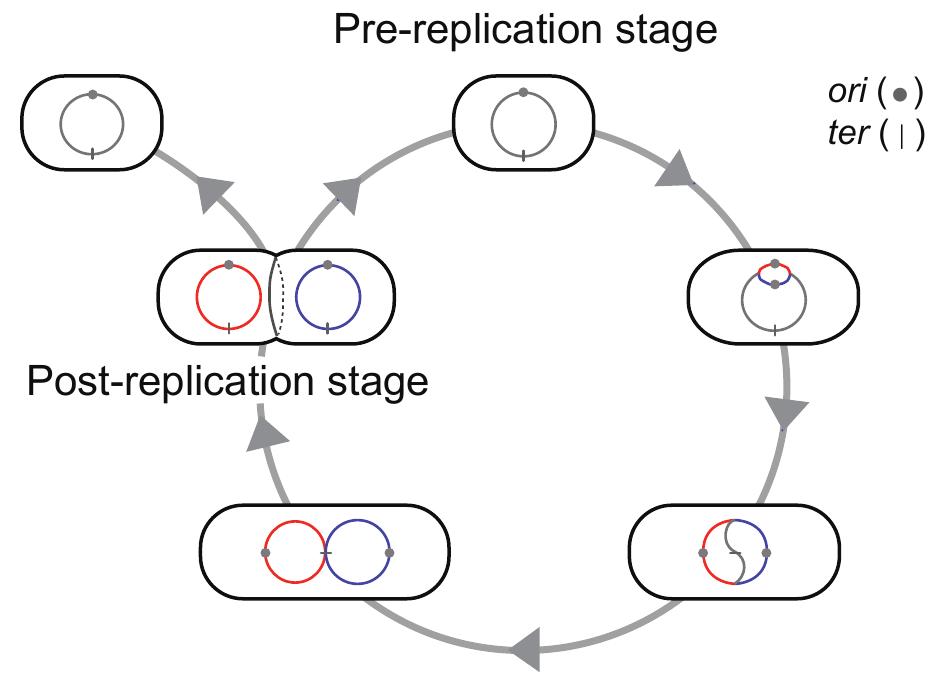 Schematic illustration of the bacterial cell cycle.