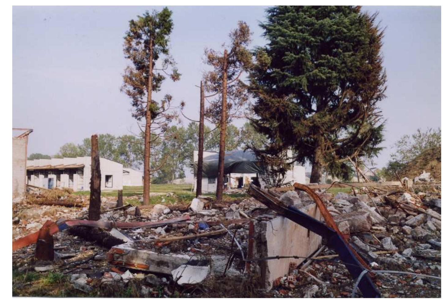 Photograph 5. explosion effects on the pine trees. sulphur