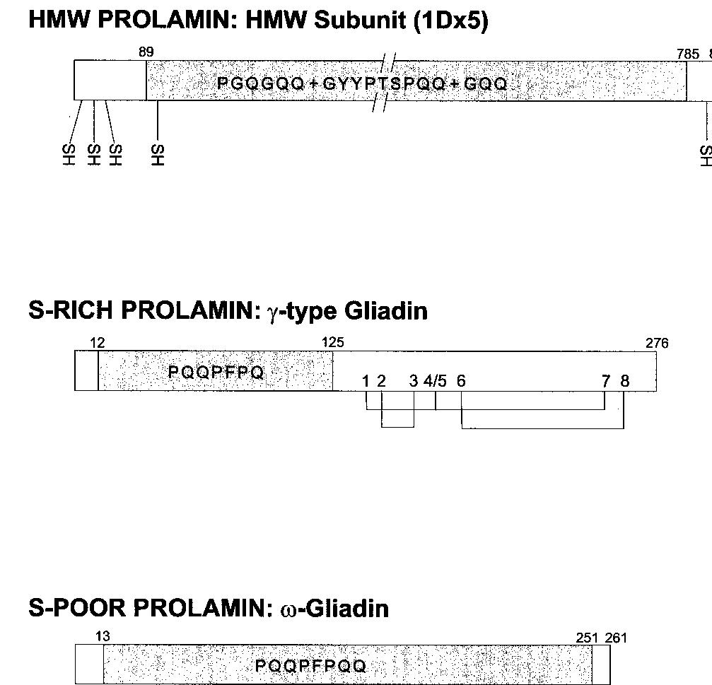 Schematic structures of typical hmw, s-rich and s-poor