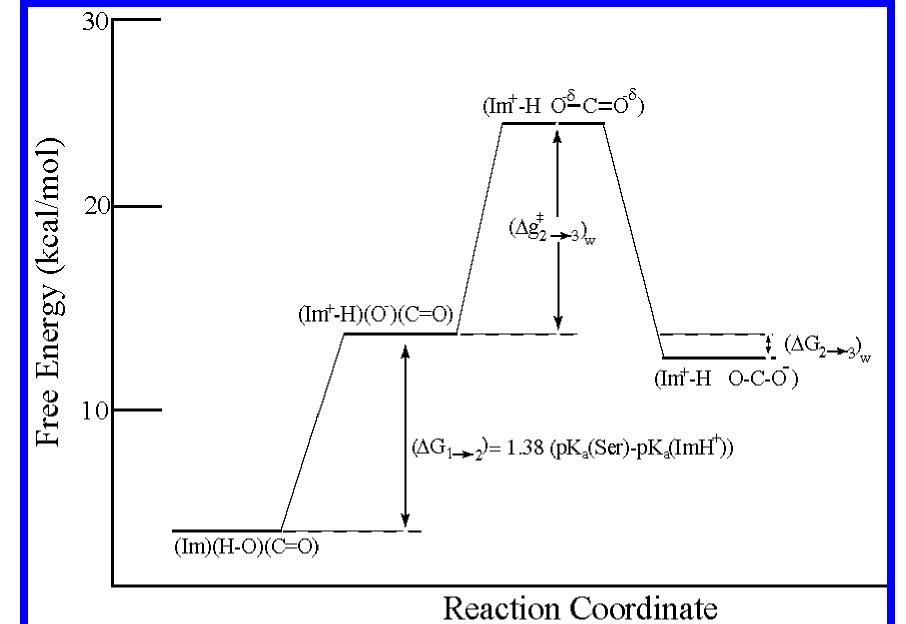 Schematic energy diagram for an amide hydrolysis reaction