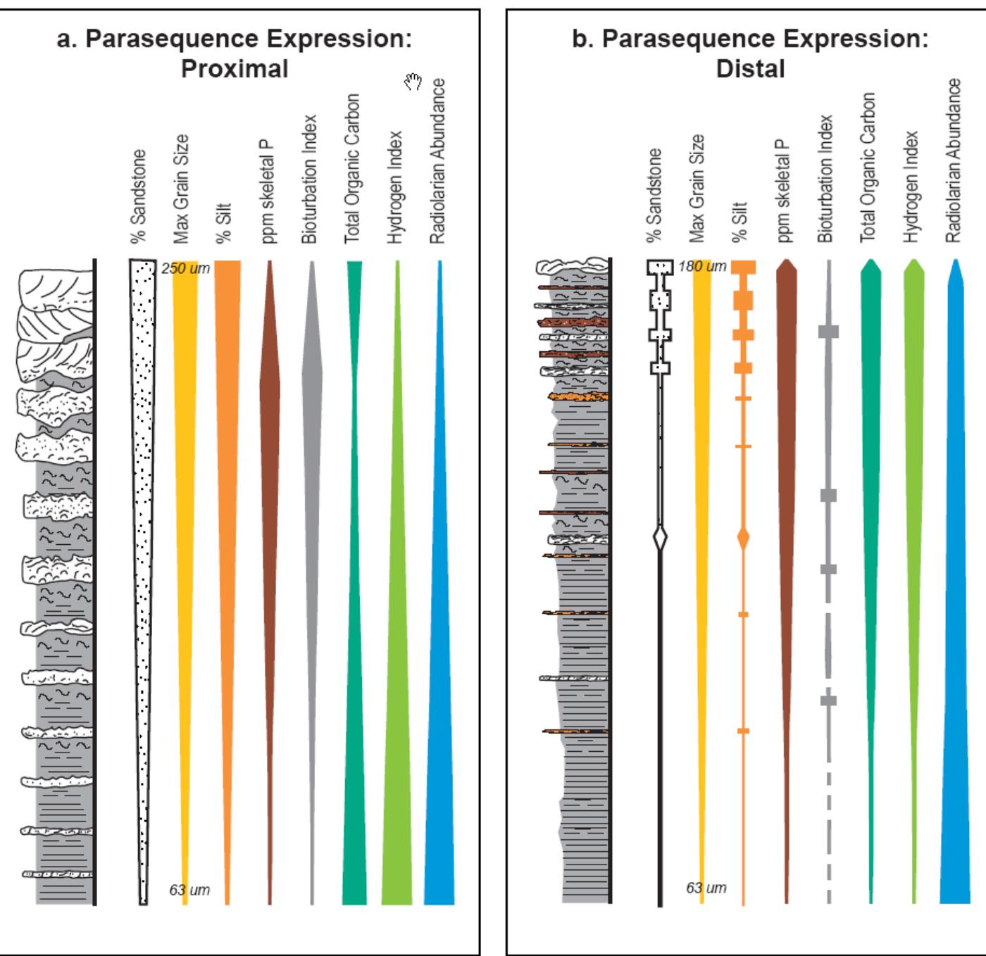 - schematic comparison of parasequence expression in