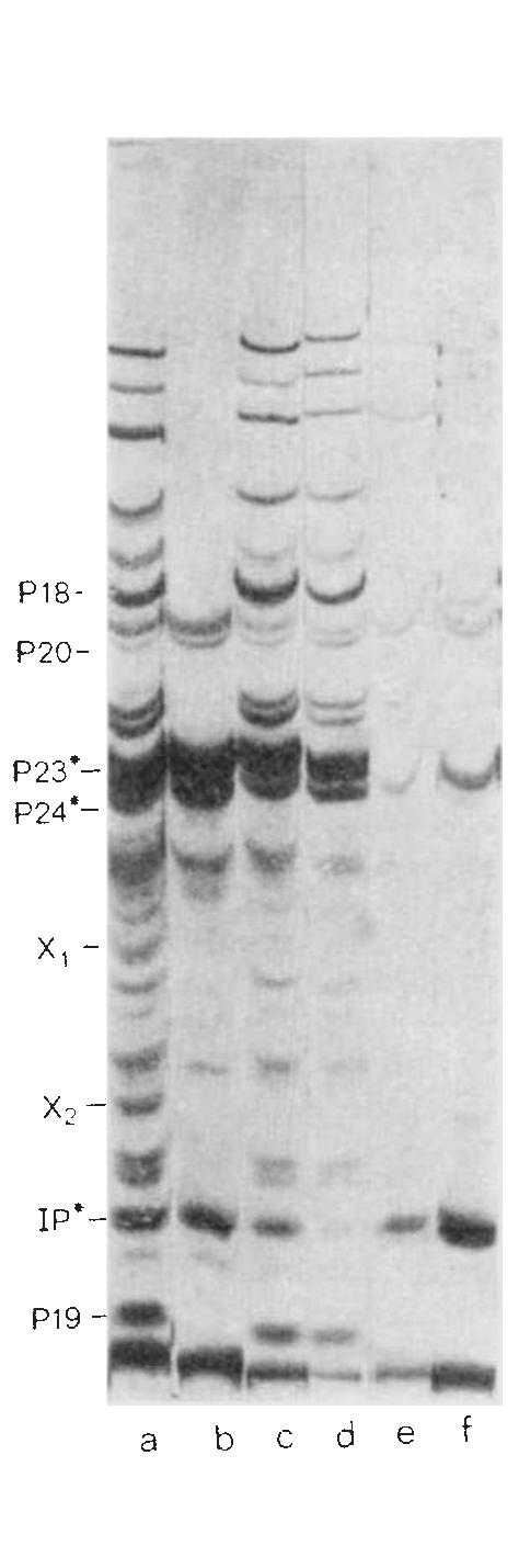 (PDF) Cleavage of structural proteins during the assembly of the head ...