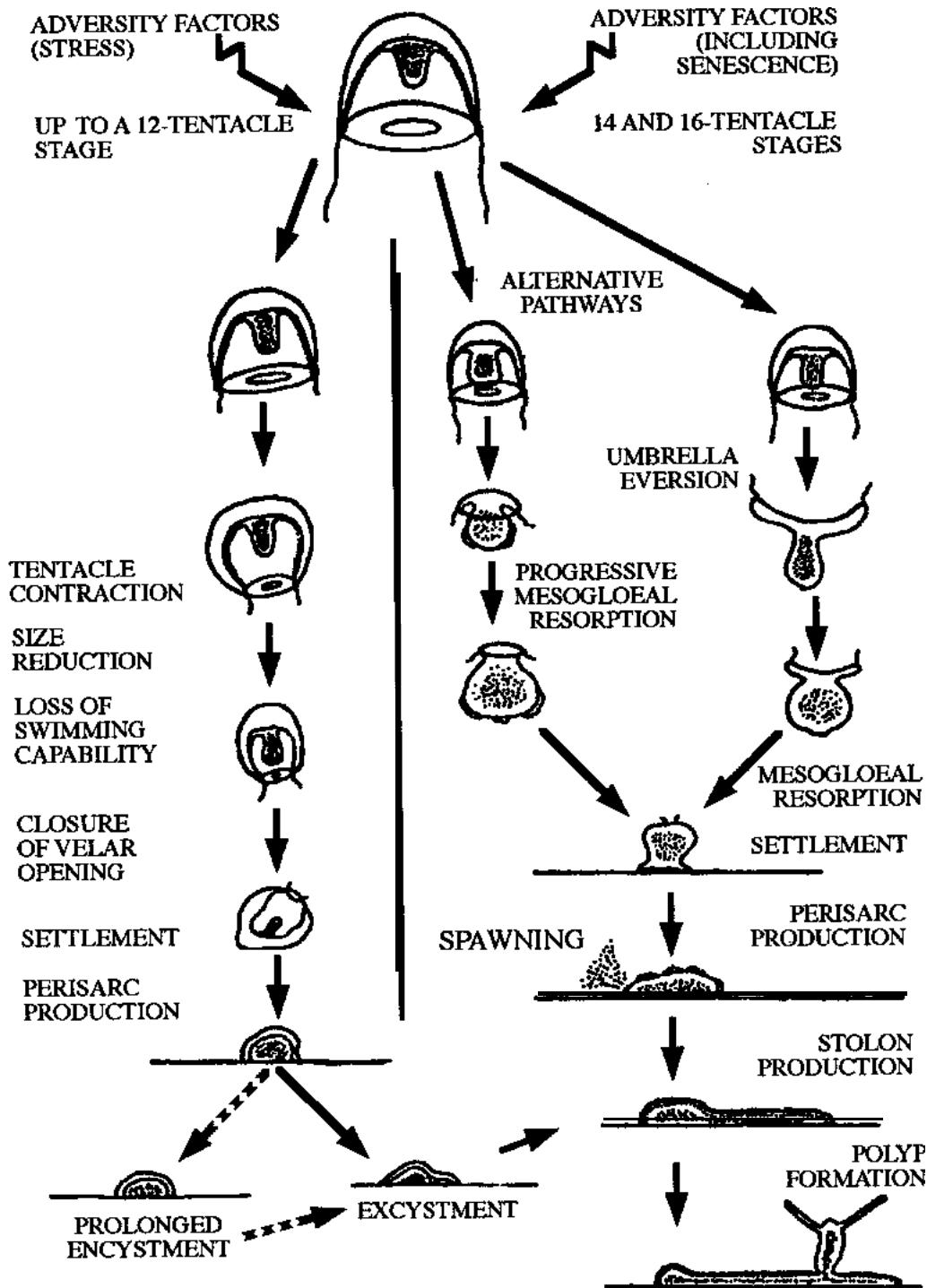 | pathways of transformation from medusa into polyp. fate of