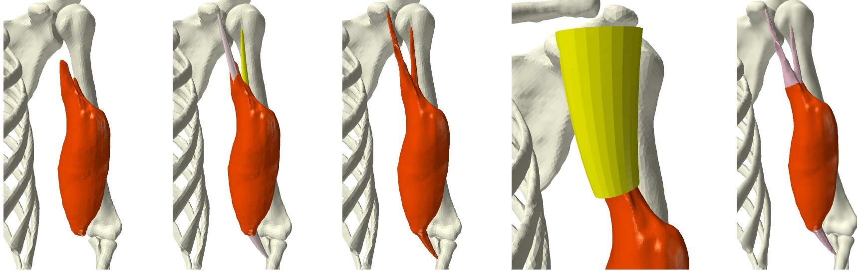 Musculotendon mesh creation using csg to repair errors in