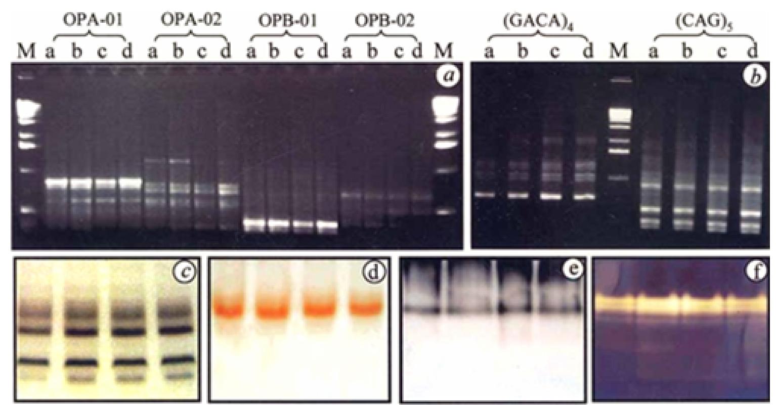 A - rapd profiles of corms and micro corms of gladiolus