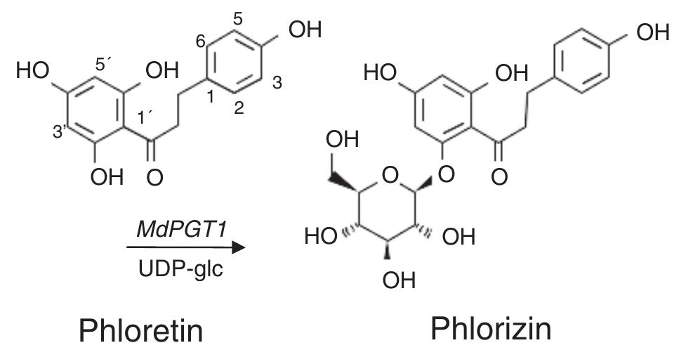 Structure of phlorizin and its aglycone phloretin. the