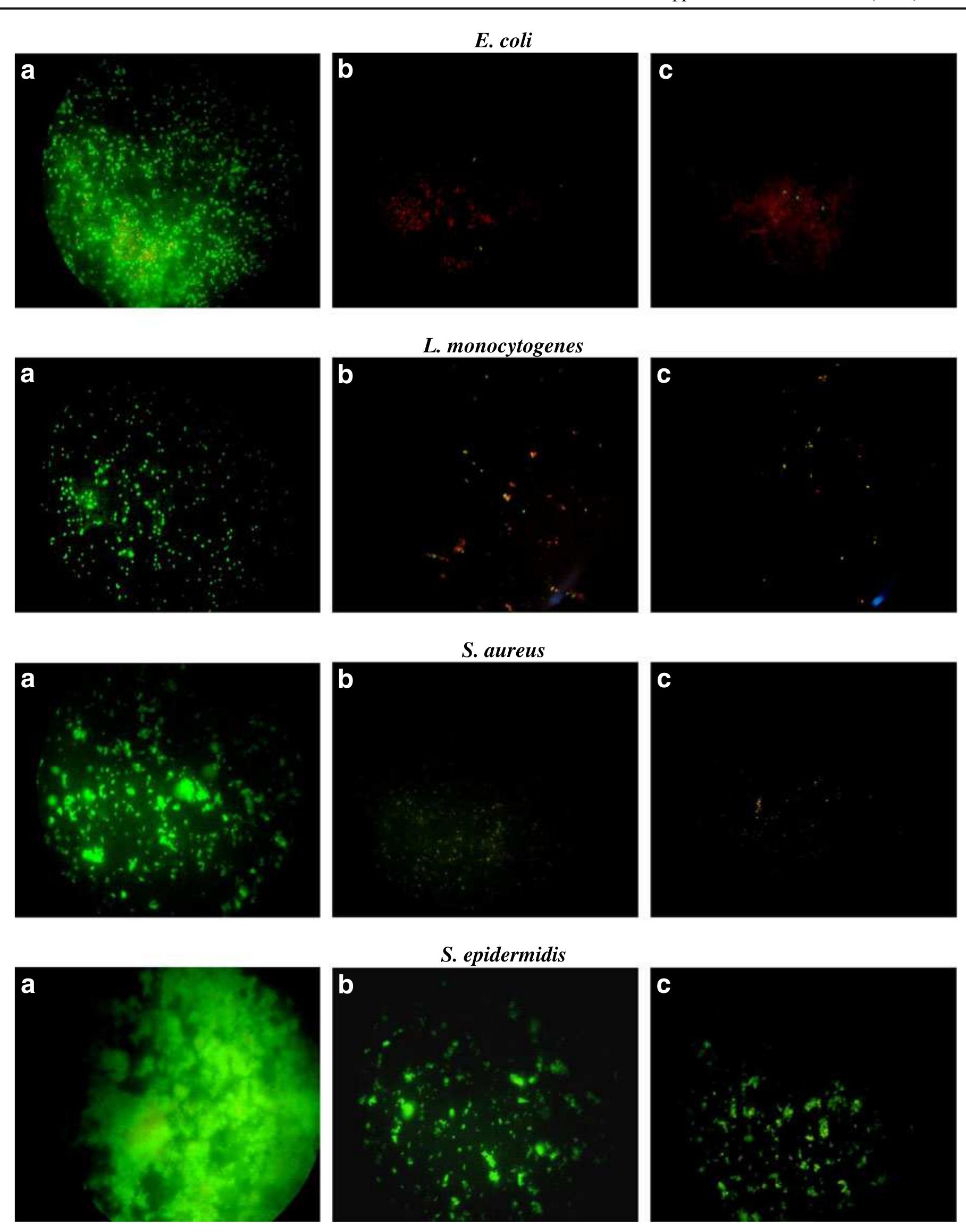 Fluorescence microscopy images of biofilm formation on