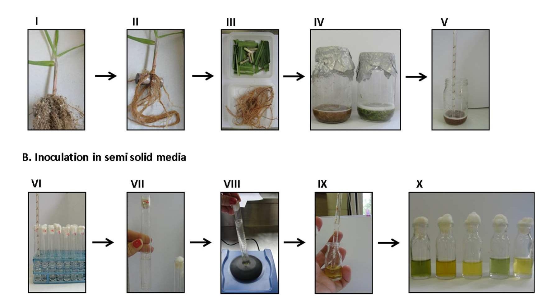 (PDF) The art of isolating nitrogen-fixing bacteria from non-leguminous plants using N-free semi ...