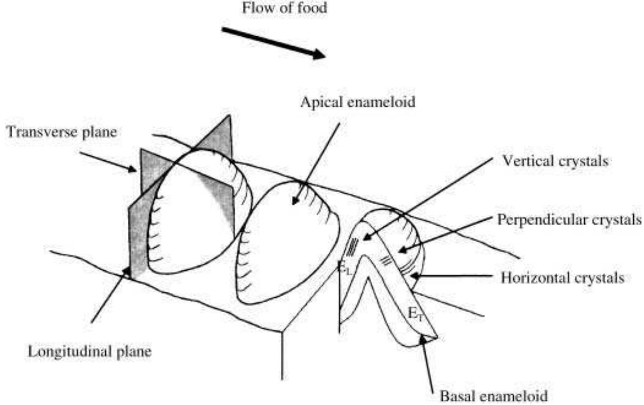 Figure 1 - Microstructure of pharyngeal tooth enameloid in