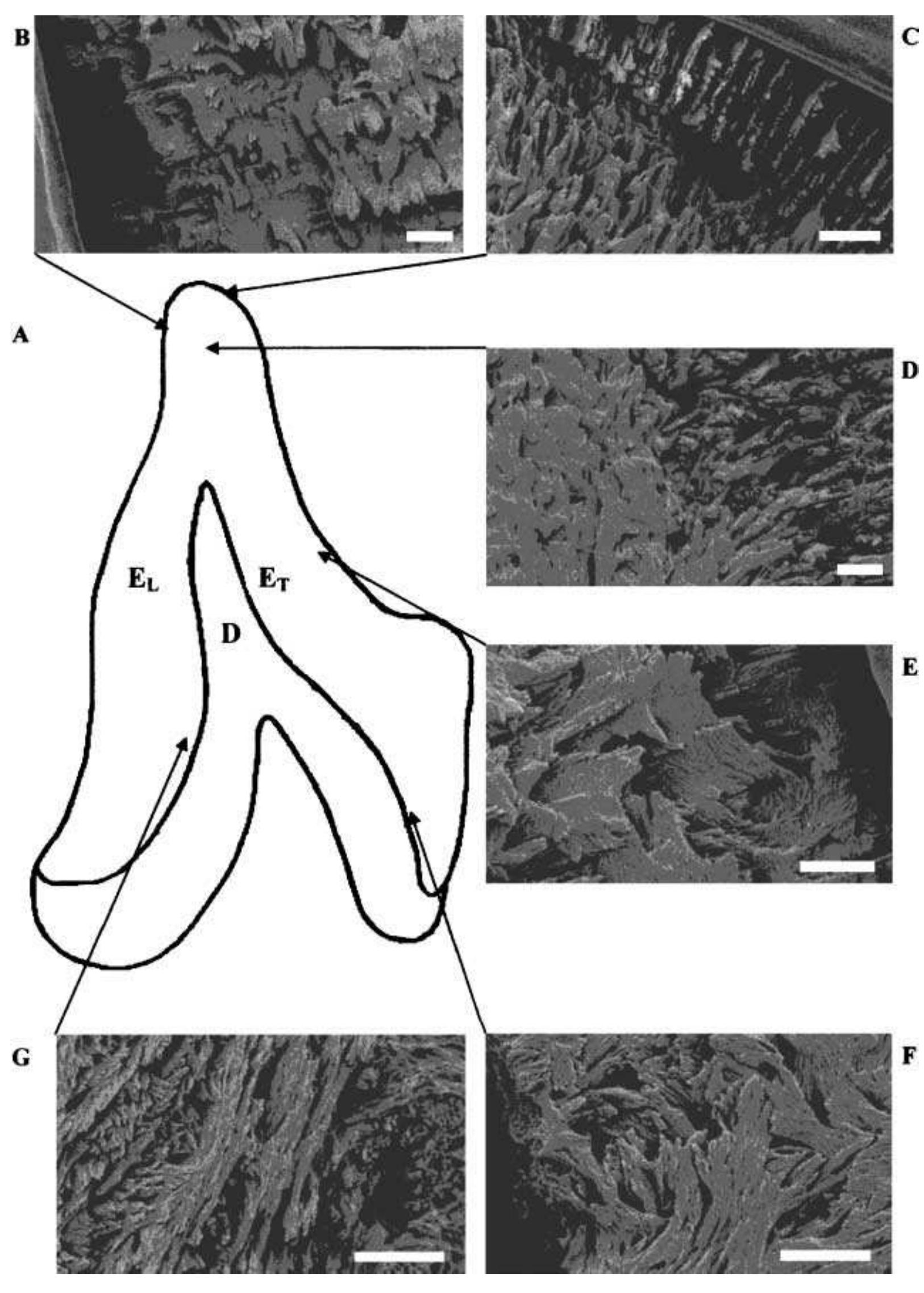 (a) diagram of a sectioned upper pharyngeal tooth showing