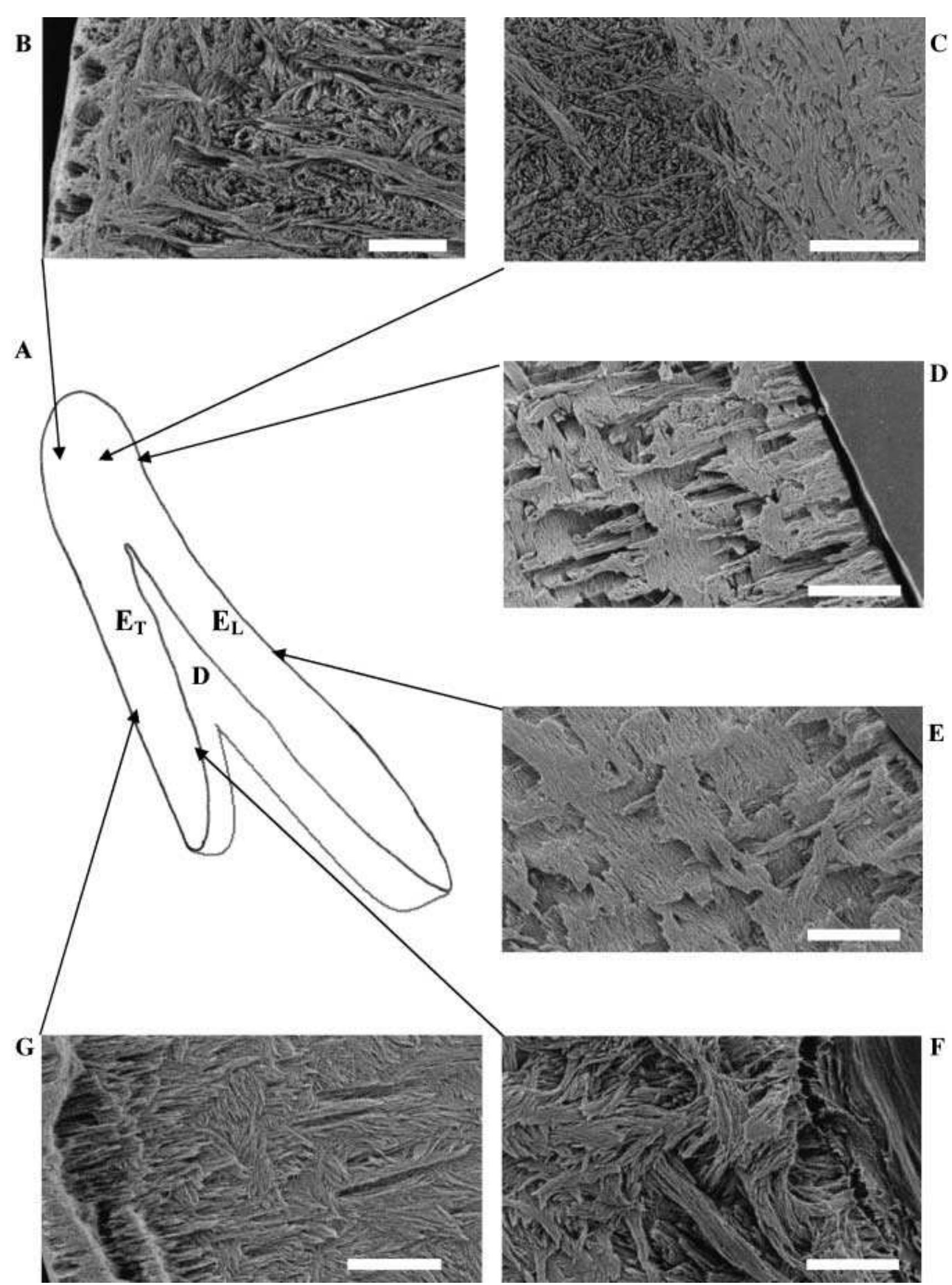 (a) diagram of a sectioned lower pharyngeal tooth showing