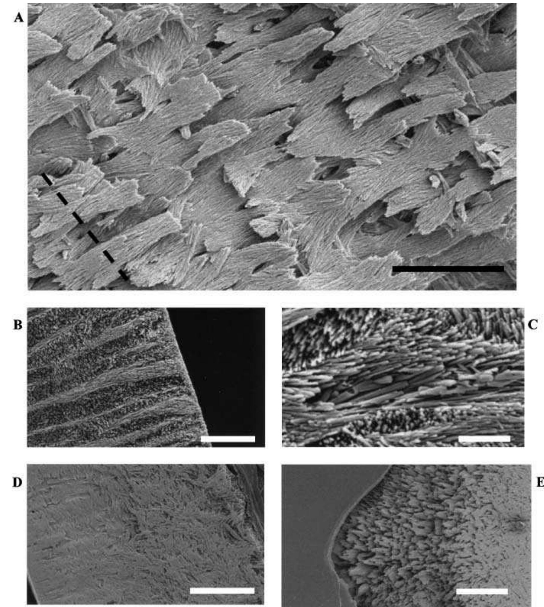Figure 5 - Microstructure of pharyngeal tooth enameloid in