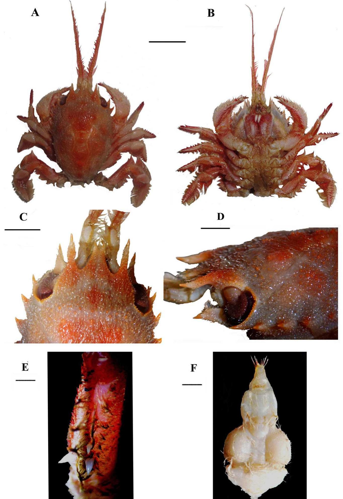 Jonas kalpakkamensis n. sp., holotype male (29.0 x 16.0 mm)