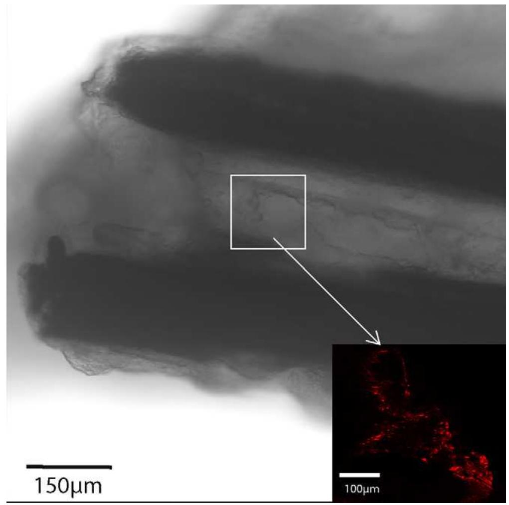 Brightfield confocal microscopy images of 48h post-implant