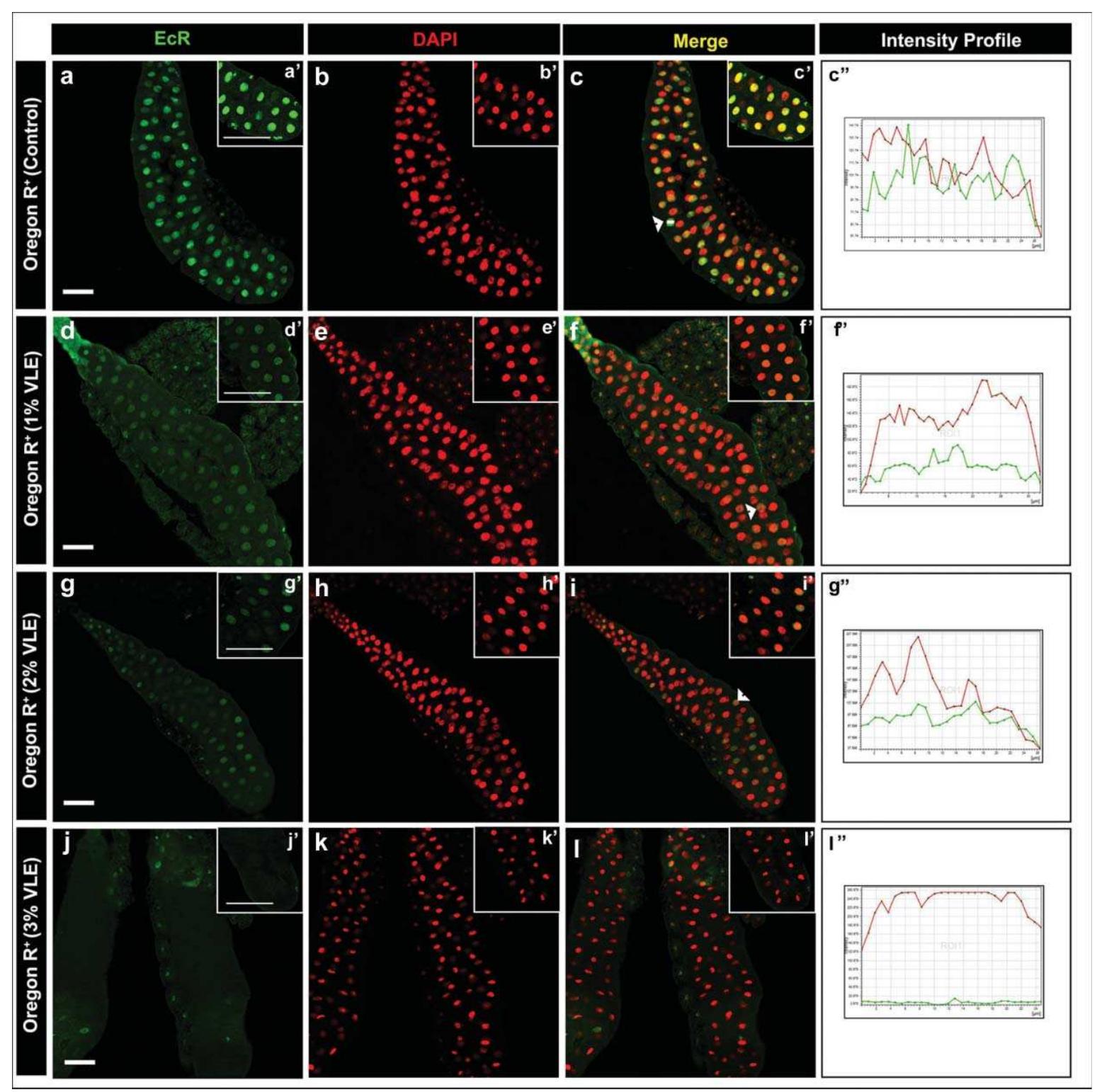 Ecr staining in salivary gland tissue of control and v.