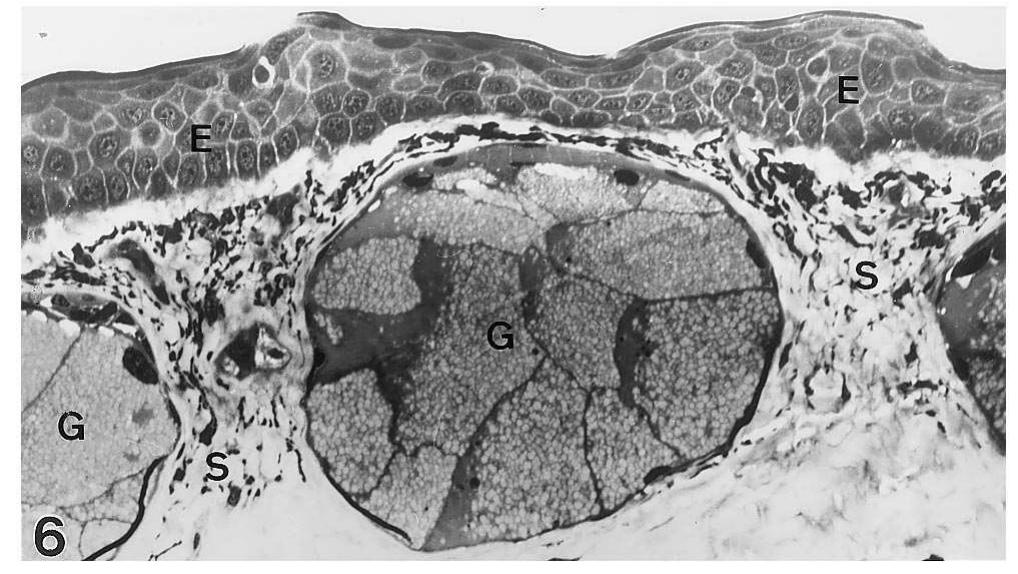 Transverse section of the skin of siphonops annulatus. e,