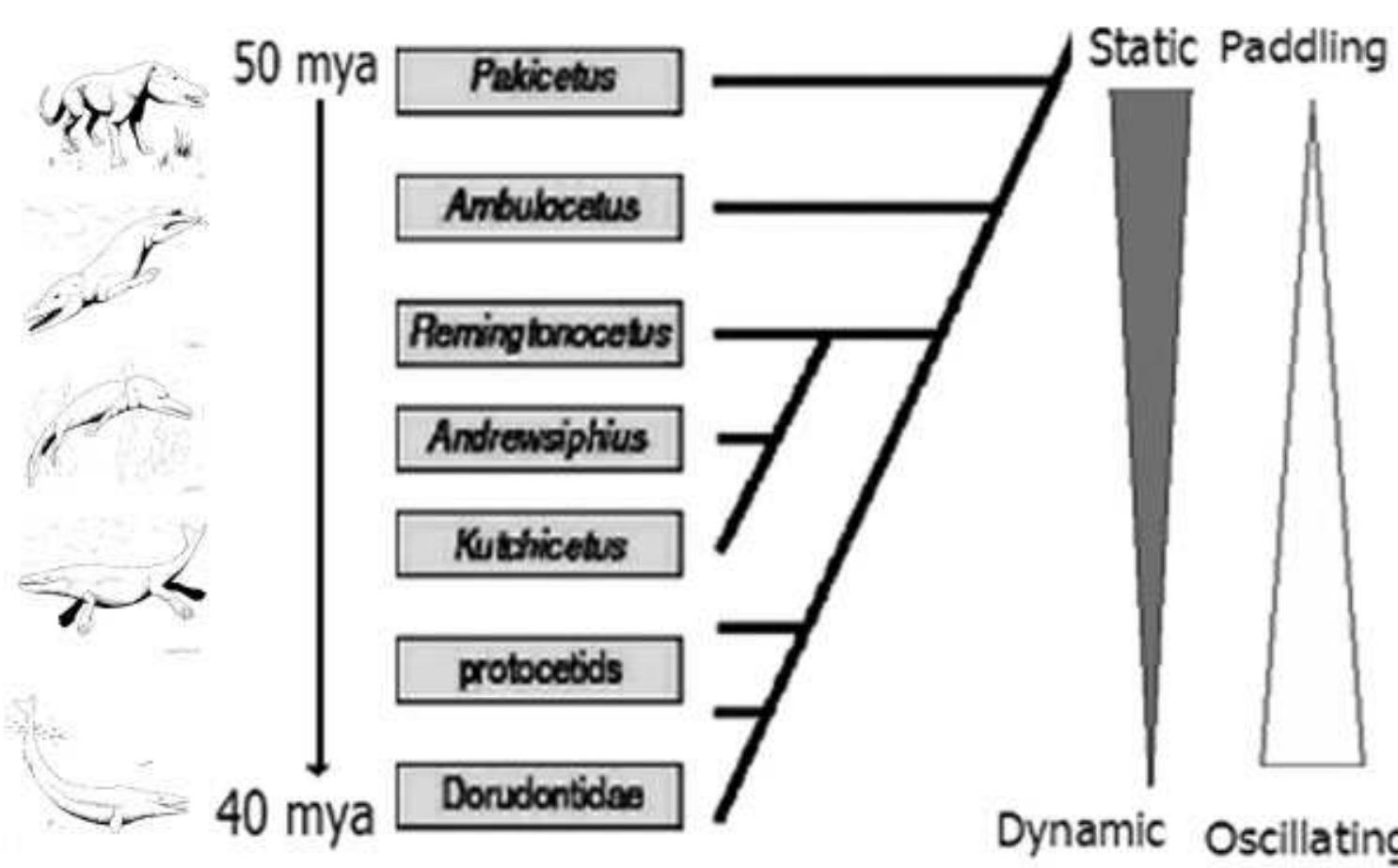 Summary diagram of archaeocete bone histology and its