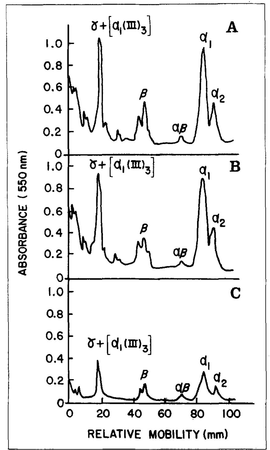 Figure 5 - Identification of collagen subtypes in synovial