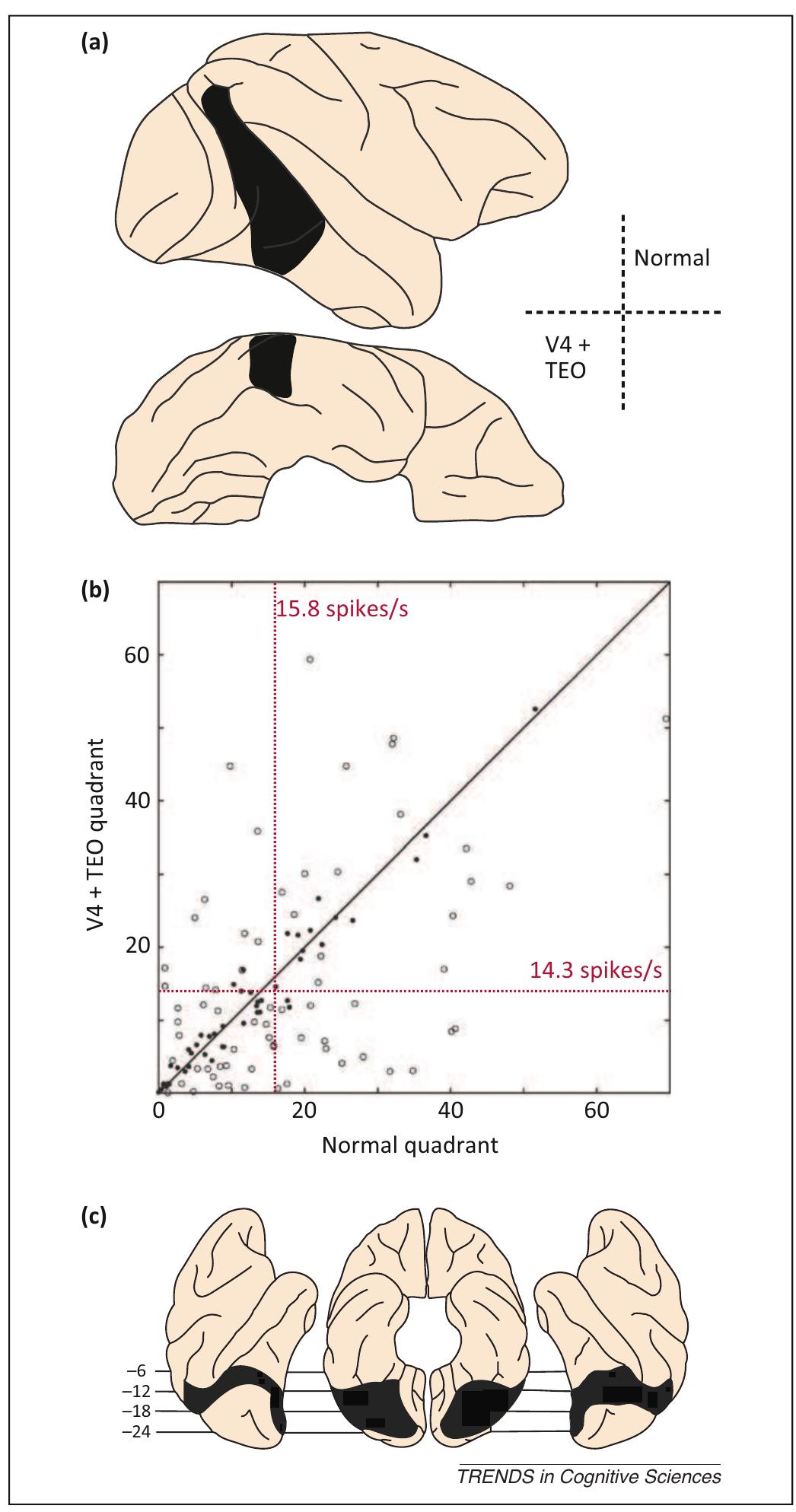 Test of the strict hierarchical model of object-quality