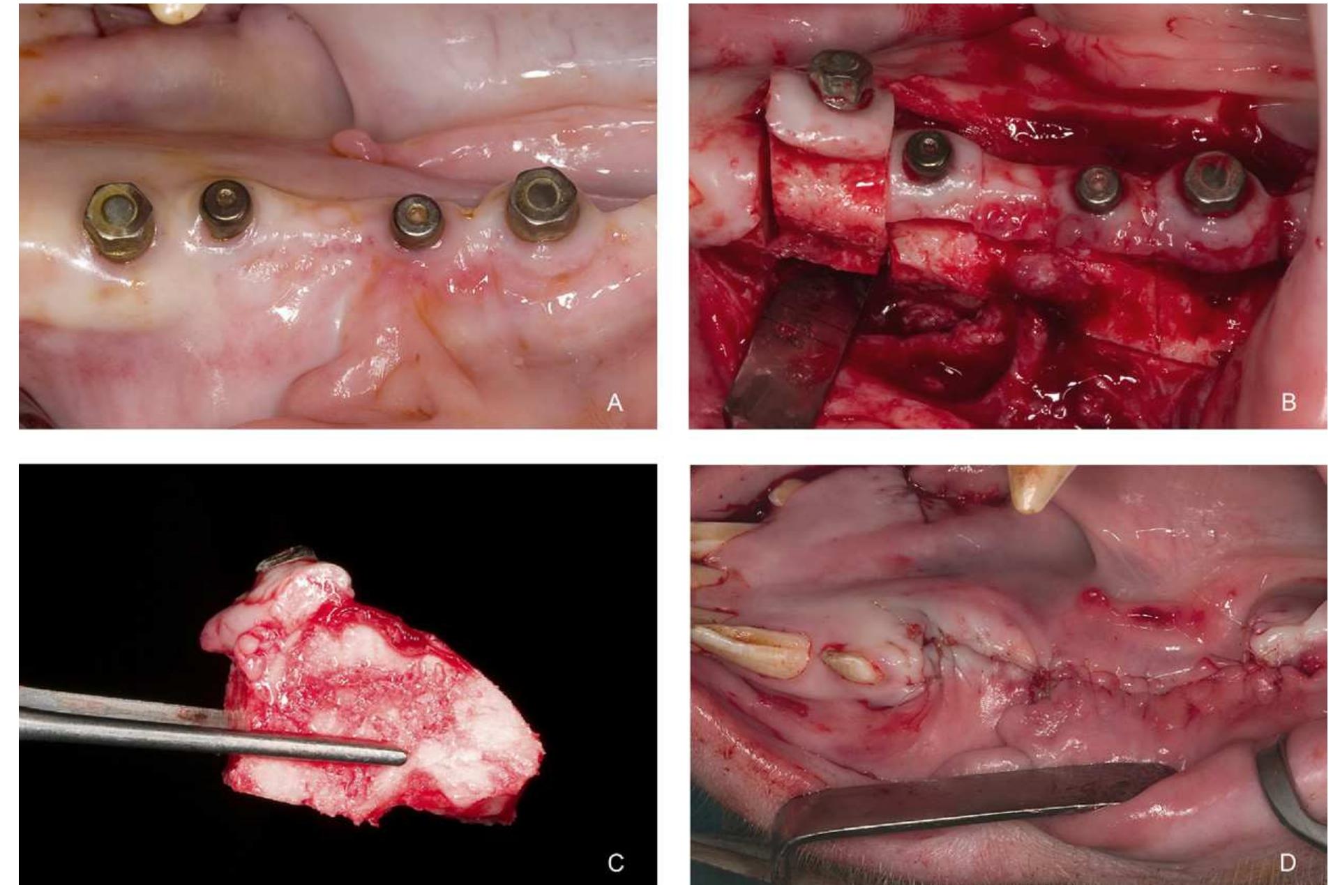 Harvesting procedure. a, implants in situ 10 weeks after