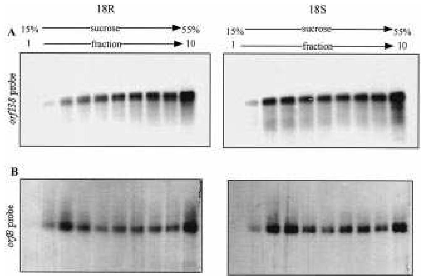 Sucrose gradient analysis of polysomes from restored and