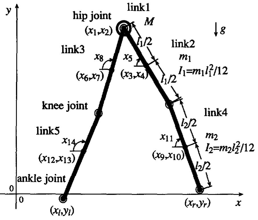 Musculo-skeletal system. a dynamic model of a bipedal