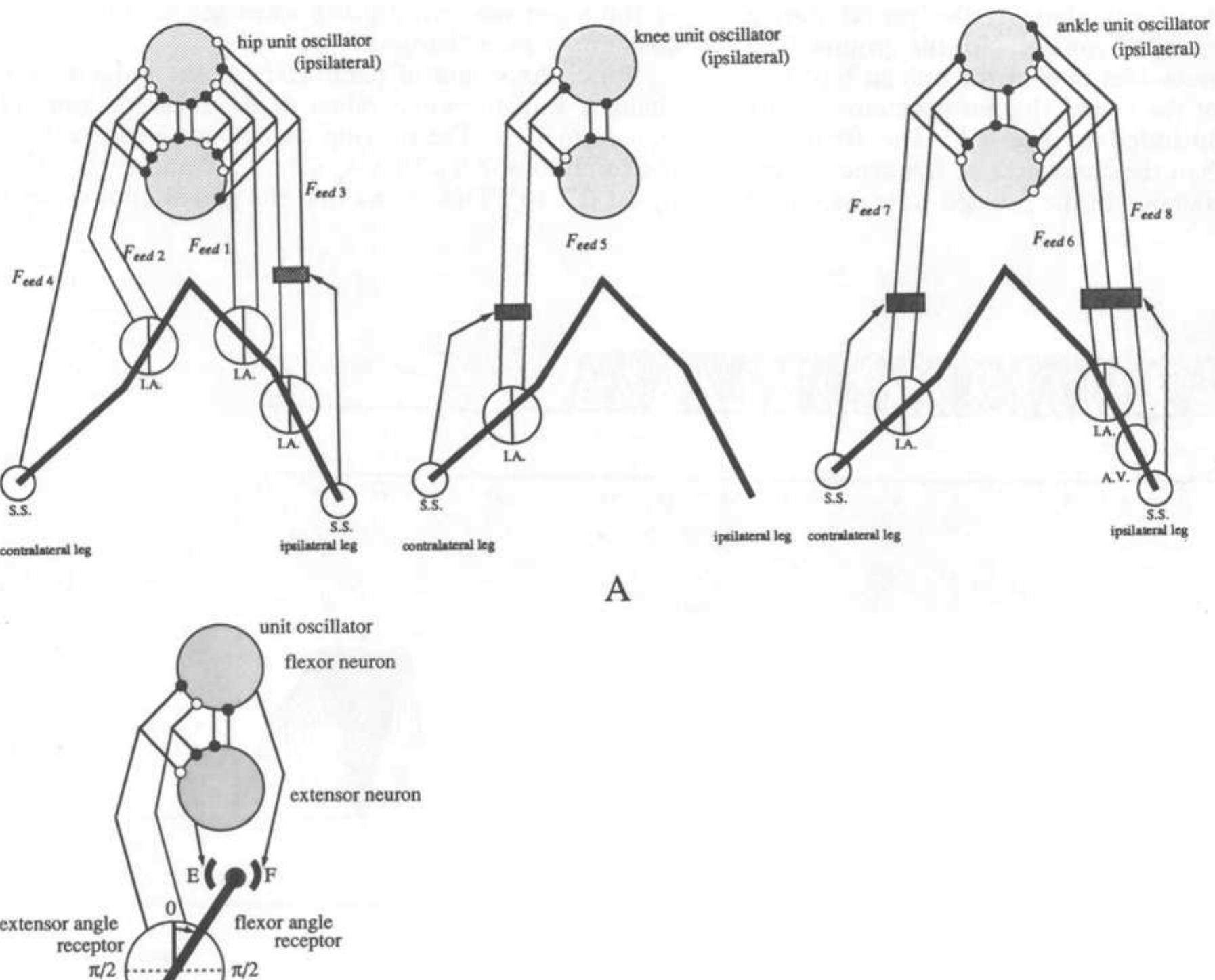 A feedback pathway. left: feedback to the hip unit