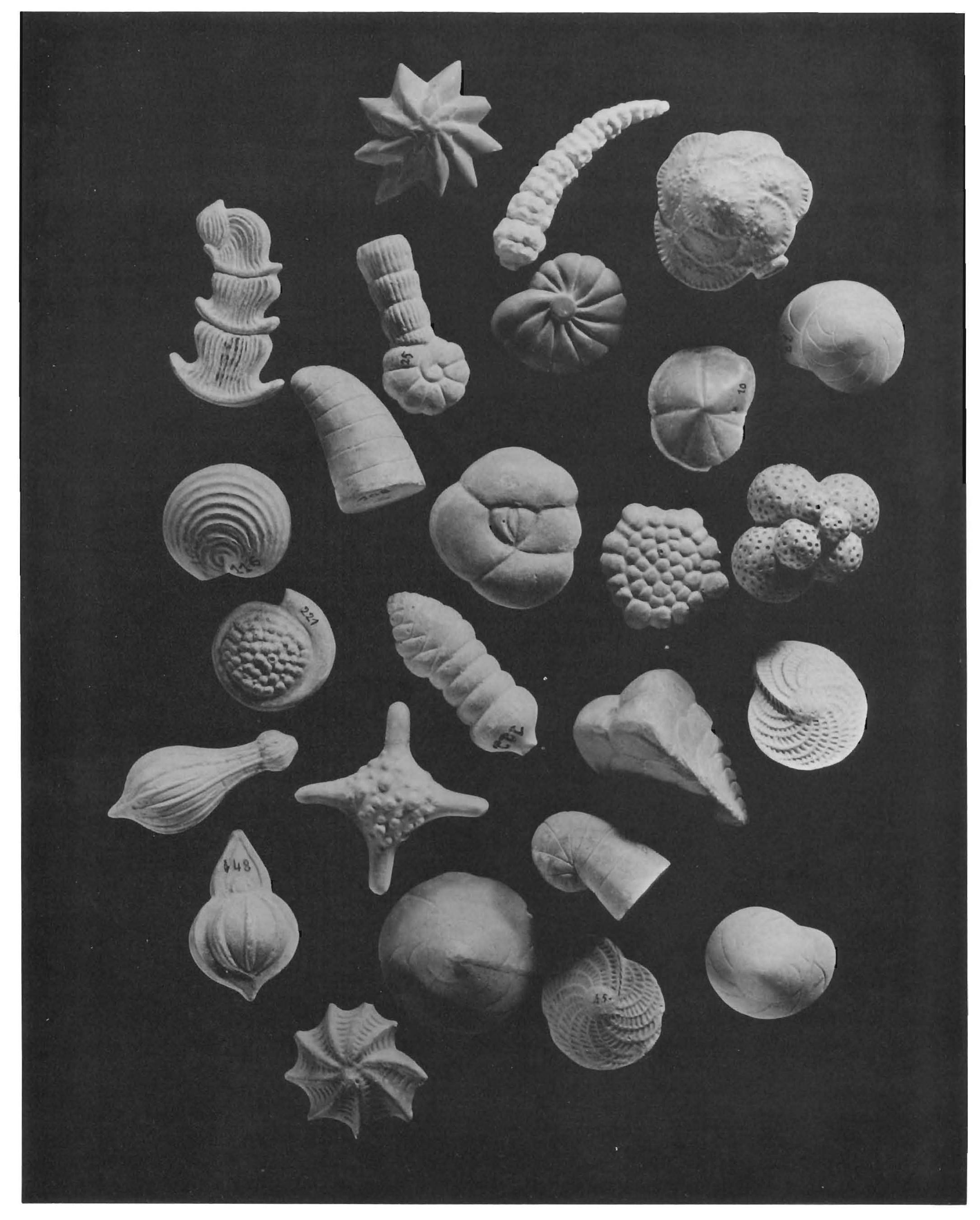 Figure 10 - A History of the Classification of Foraminifera