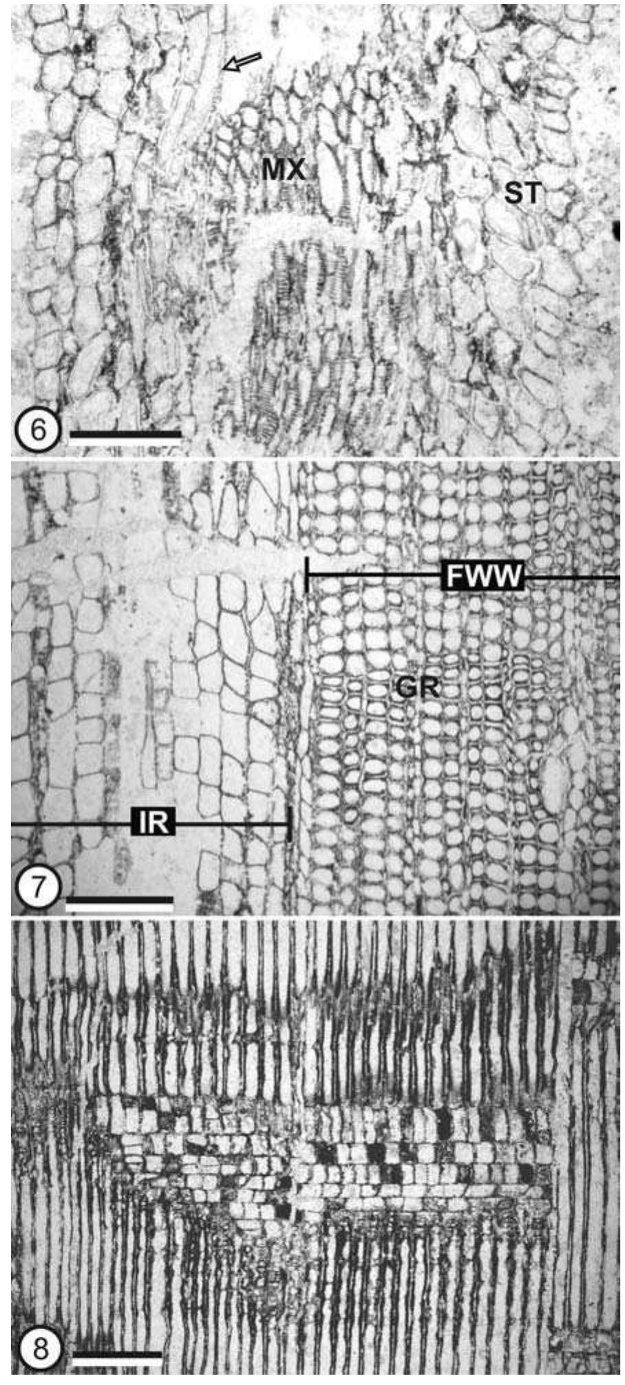 S. 6-8. anatomical features of arthropitys yun- nanensis.