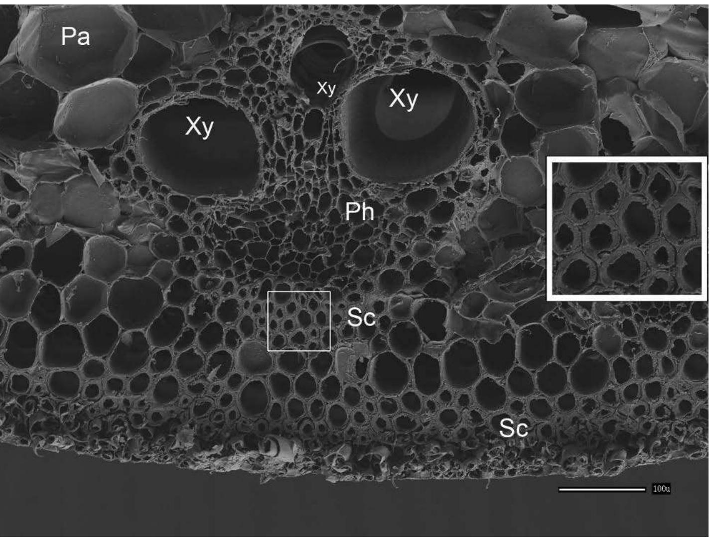 1. scanning electron micrograph of a transverse section of a