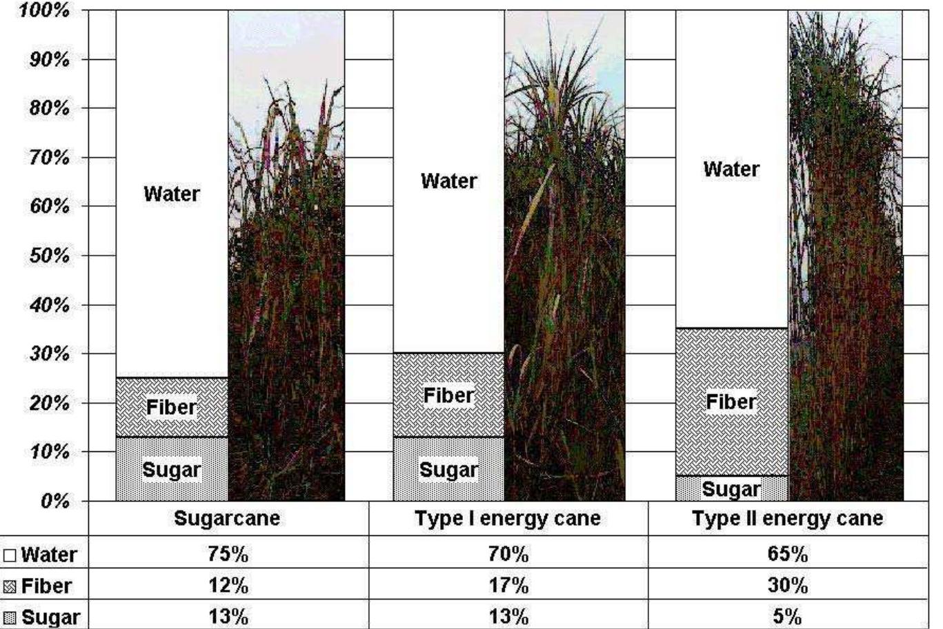 3 shows the different types of sugarcane that will be
