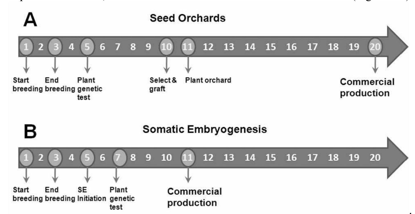 In southern pines, an aggressive timeline for the breeding