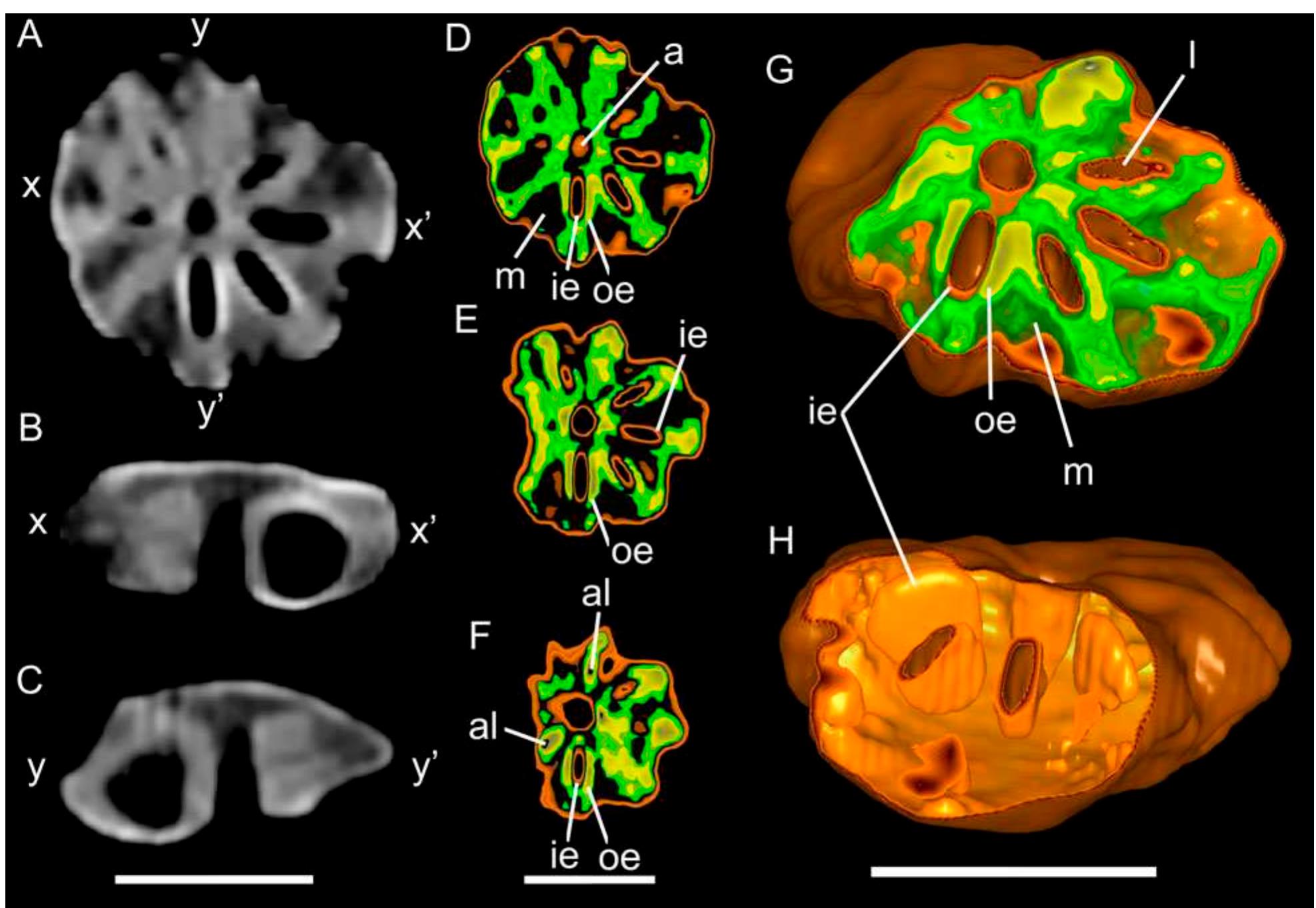 Pleiogynium parvum sp. nov., ct scan of qmf17196. a,