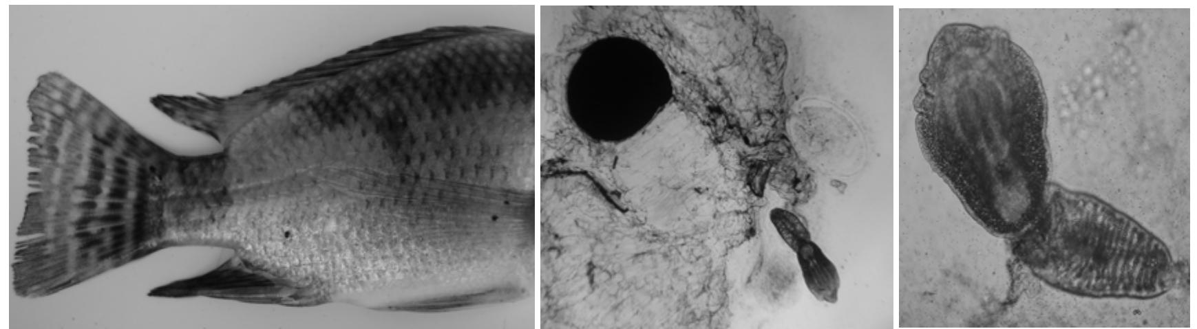 Left: “black spots” in tilapia skin; middle: “black cyst”
