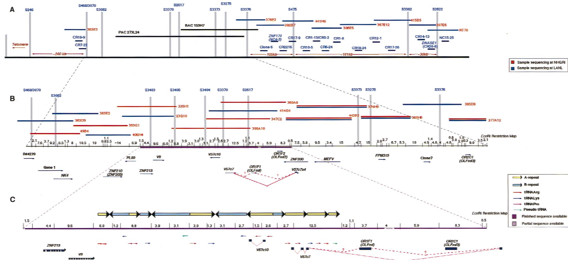 Schematic representation of the fmf transcript map.