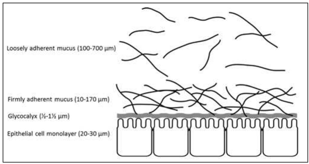 - an epithelial cell monolayer connected by tight junctions.