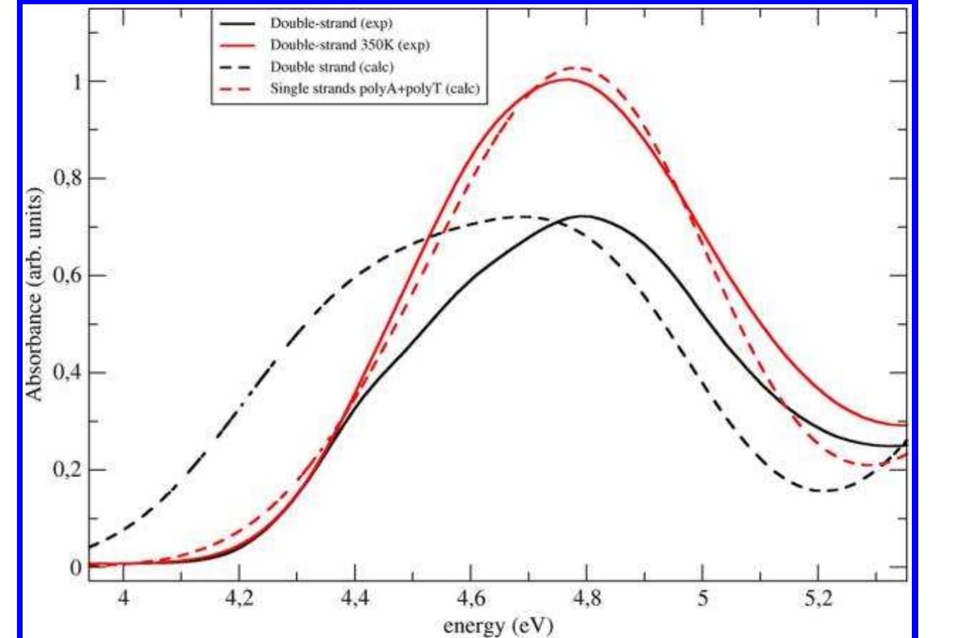 Theoretical and experimental absorption spectra of dna at