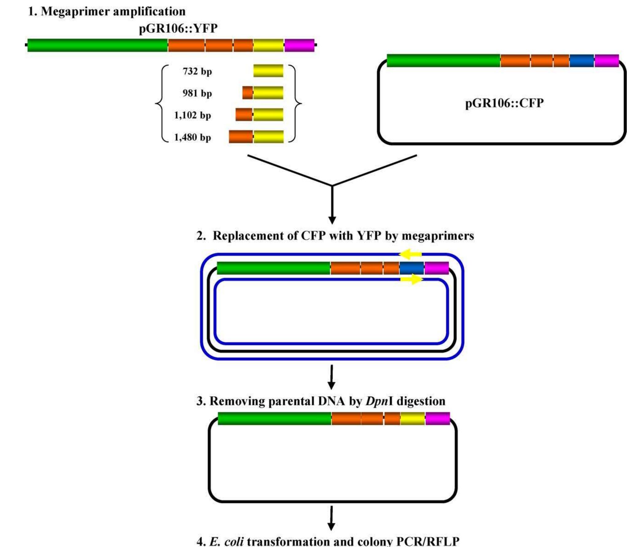 A schematic diagram of megaprimer-mediated domain swapping.