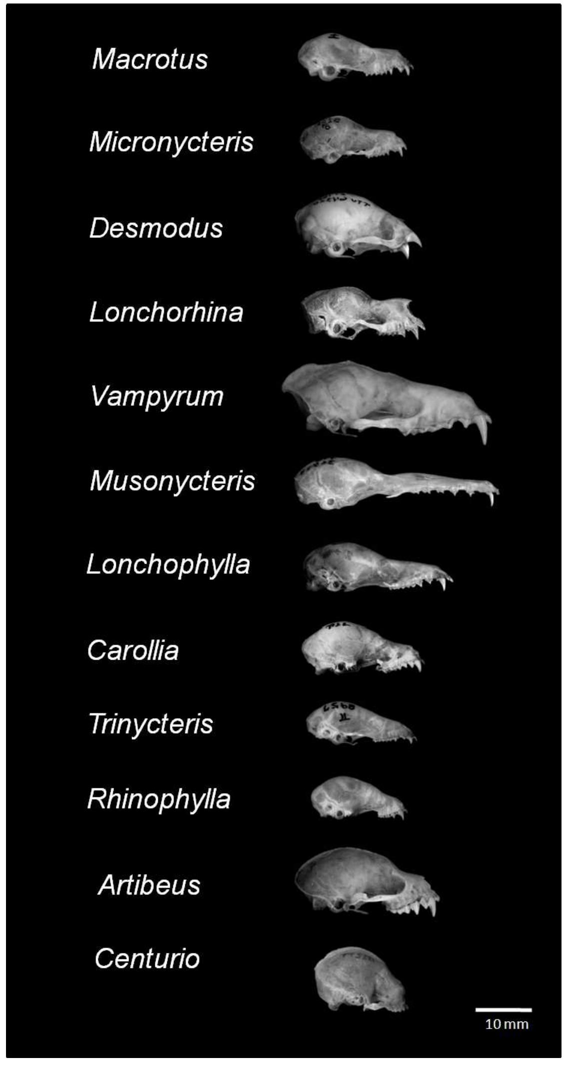 Figure 1 - Molecular time scale of diversification of