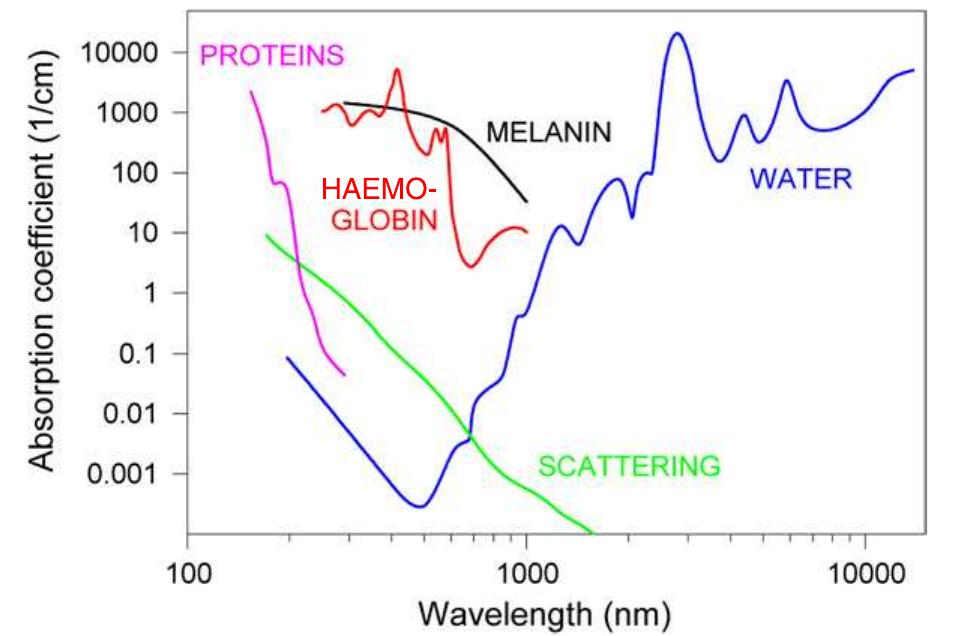 Absorption spectra of water, haemoglobin, melanin and