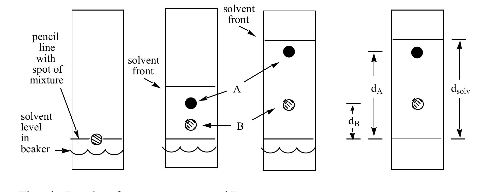 (PDF) Separation of Amino Acids by Paper Chromatography