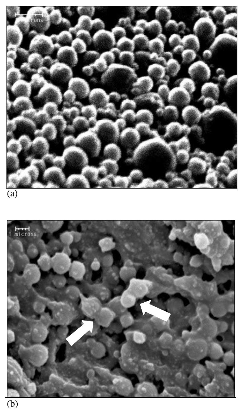 (a) cryo-sem images of 40 wt.% tween 20 stabilized emulsion