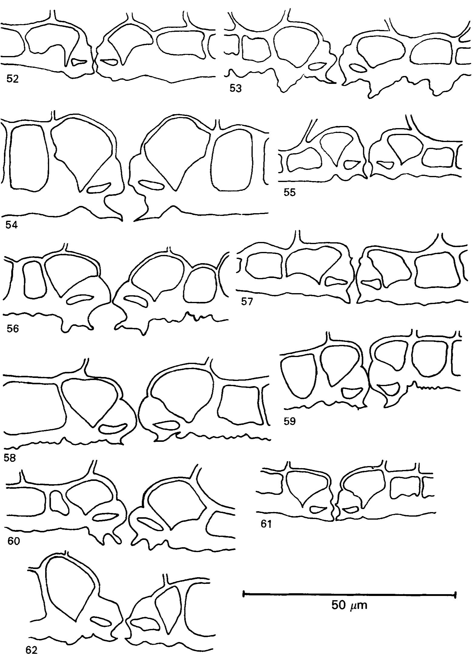 S 52-62. transverse section of stomata at equatorial level.