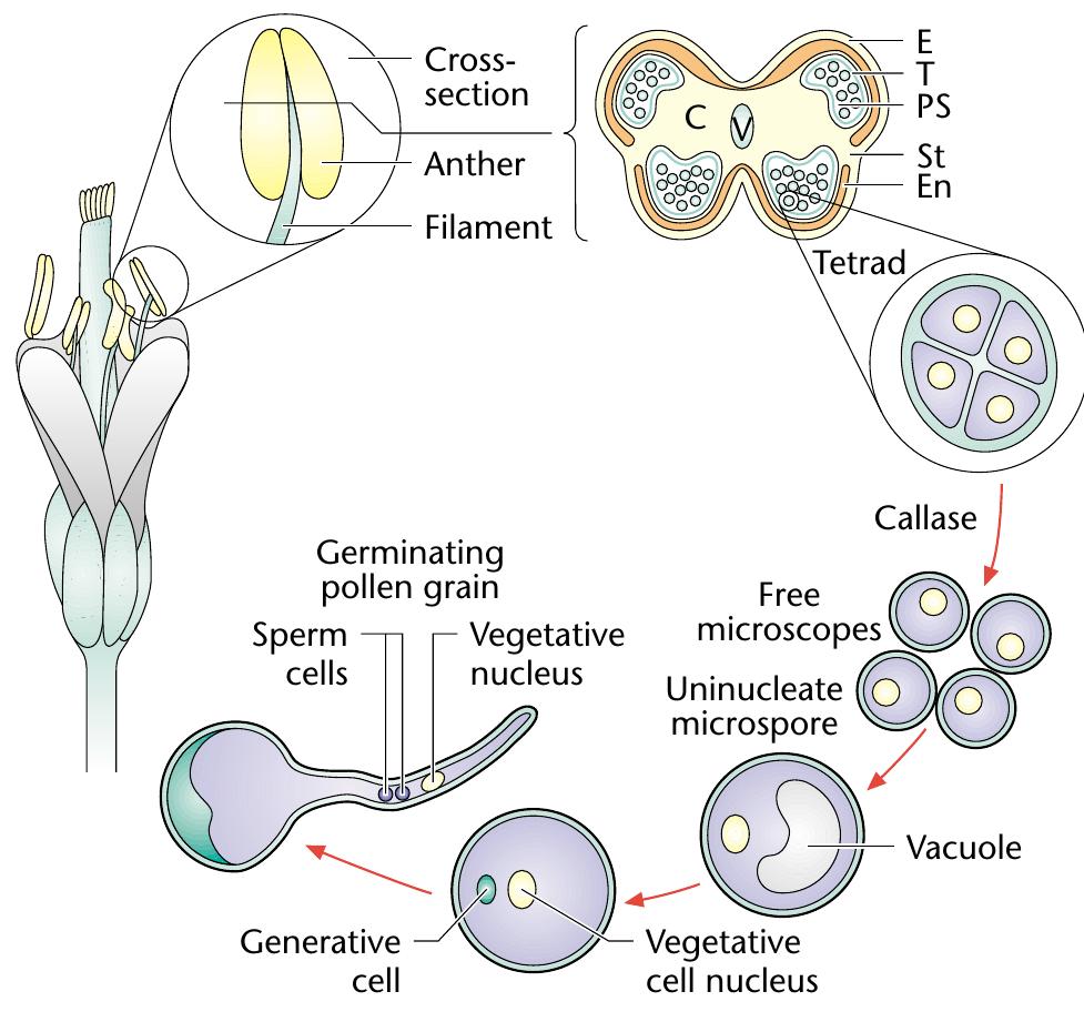 Development and maturation of pollen in the anther.